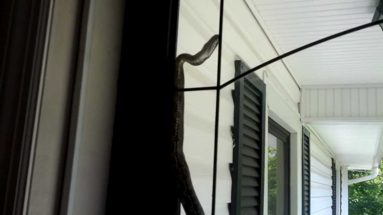 Snake on front door - YouTube