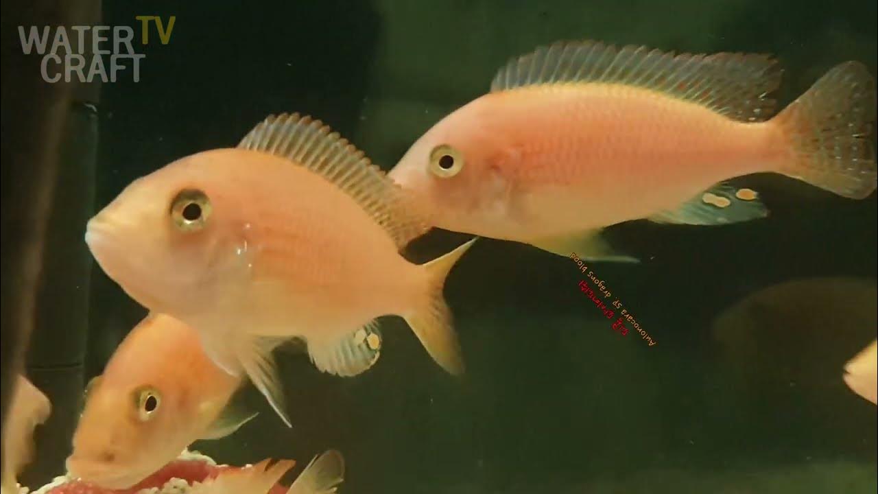 마우스브리더 자작 인공부화기_[Malawi] Aulonocara ~ - YouTube