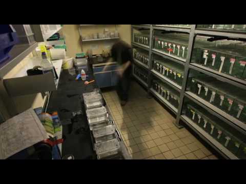 A day in the life of the Sheffield zebrafish aquarium - YouTube