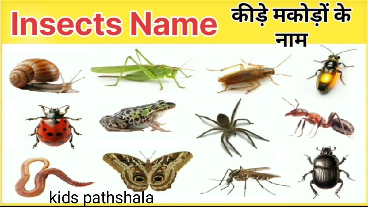 Insects Name in Hindi and English with Pictures | कीड़े मकोड़ों के नाम ...