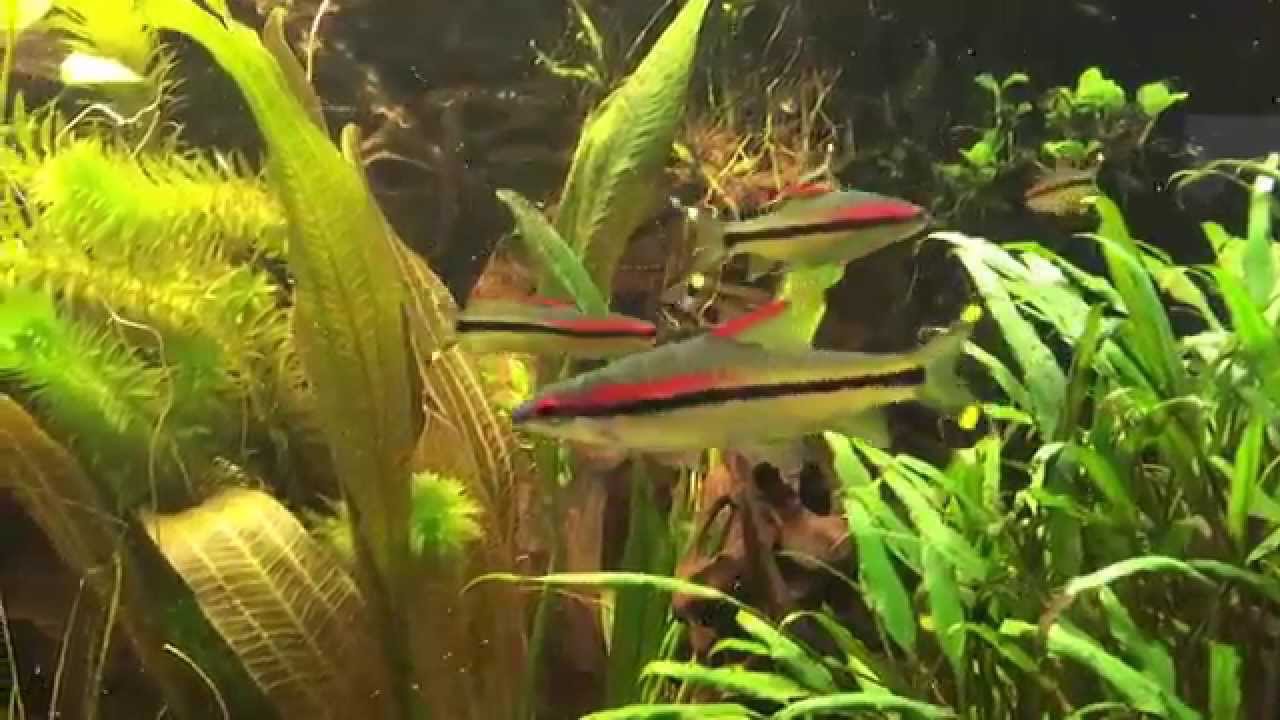 2 Meter Aquarium - YouTube