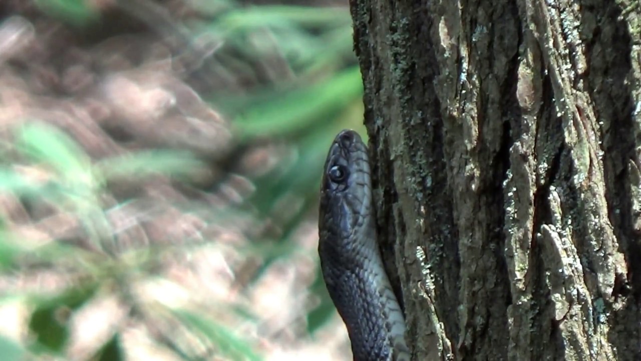 Slow Snake Slither - YouTube