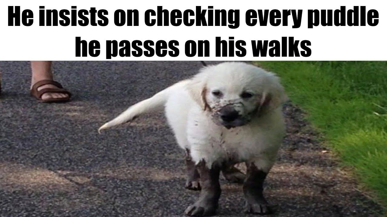 Dog Memes Cats Won't Understand - YouTube