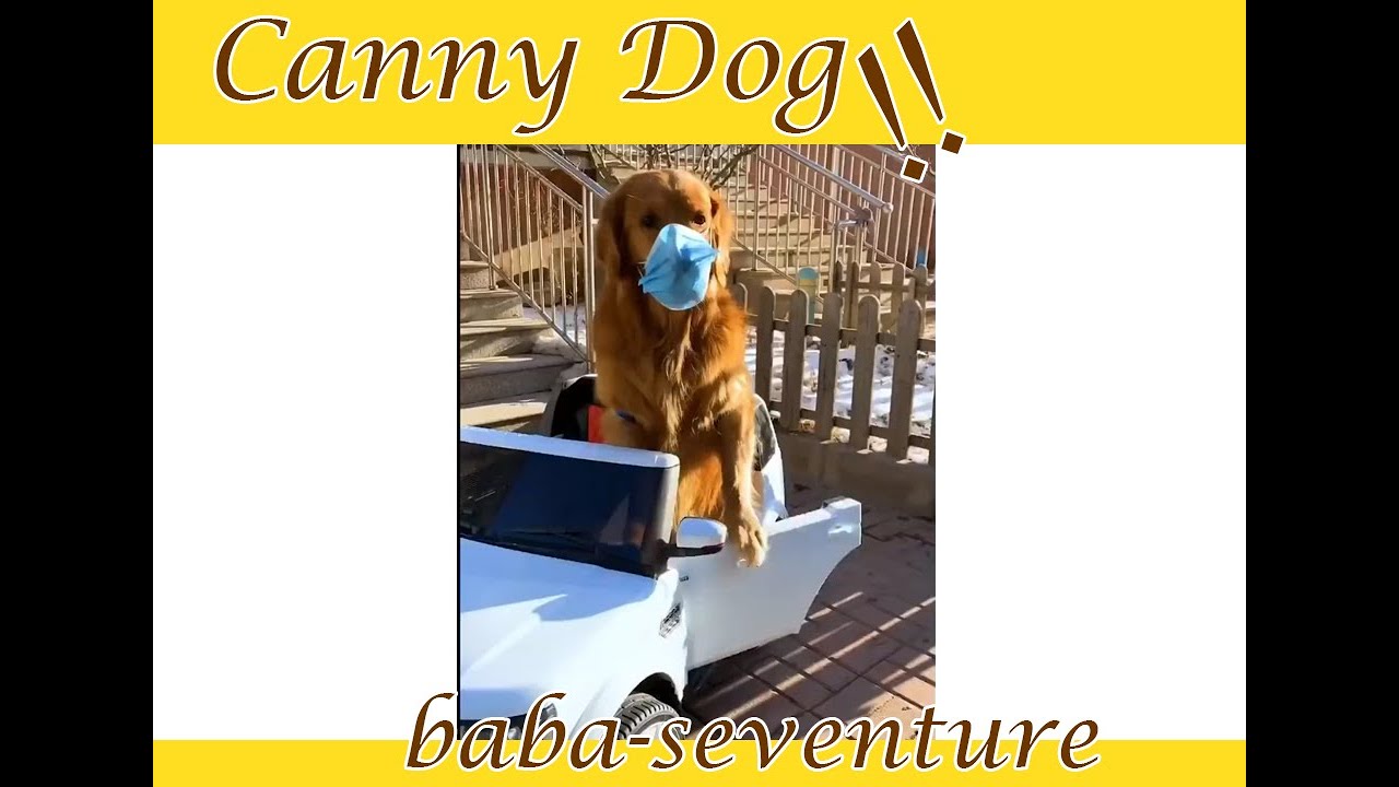 Canny dog!! baba seventure - YouTube