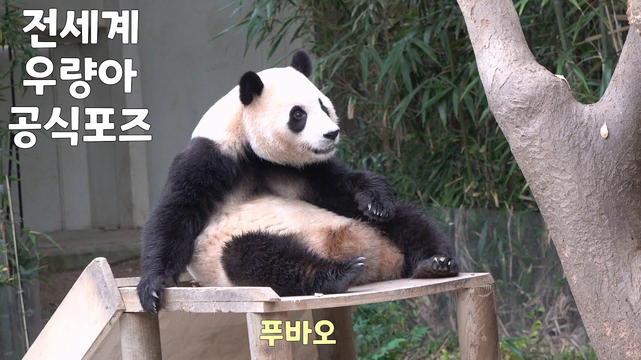 에버랜드 판다 신나게 대나무 냠냠한 푸바오는 마킹하고 우량아 포즈로 팬서비스 졸음이가 놀러오니까 어부바 나무에서 낮잠 준비 러바오는 워토우 냠냠 대나무 냠냠