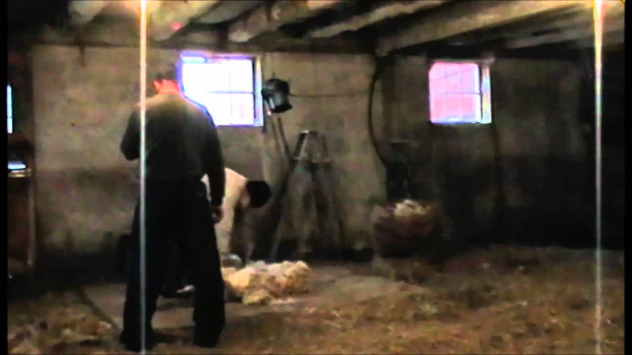 Learning to handle sheep - YouTube