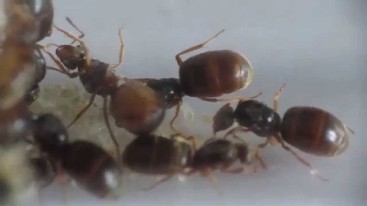 Lasius flavus (multiple queens) - YouTube