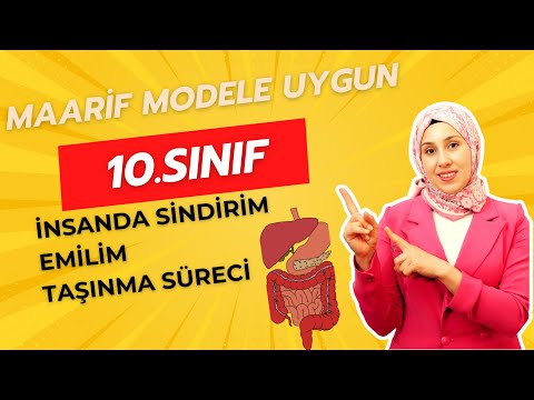 10. Sınıf | İnsanda Sindirim- Emilim- Taşınma Süreci | Yeni Maarif Model | Kuvvetli Biyoloji