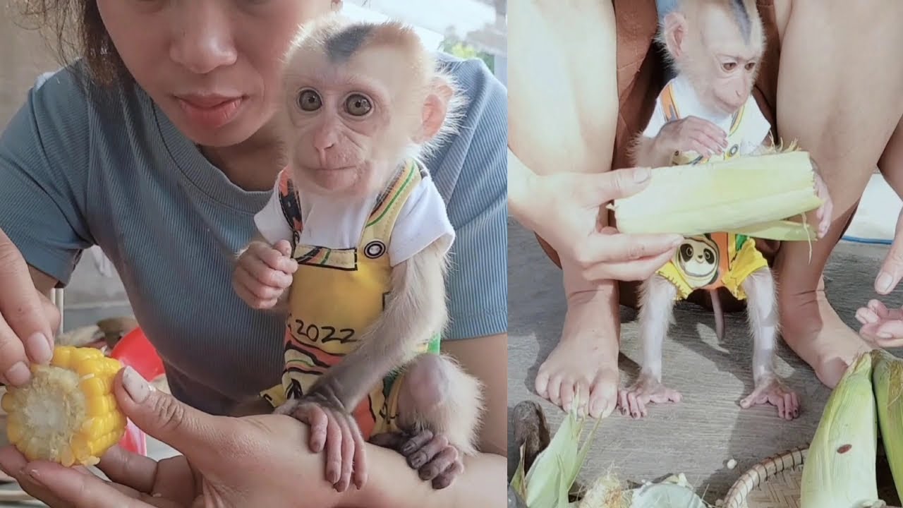 Monkey Bim and his mother boil corn.@monkey_bim - YouTube