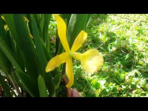 Update: offspring of BL Yellow Bird, Orchid with fragrance - YouTube