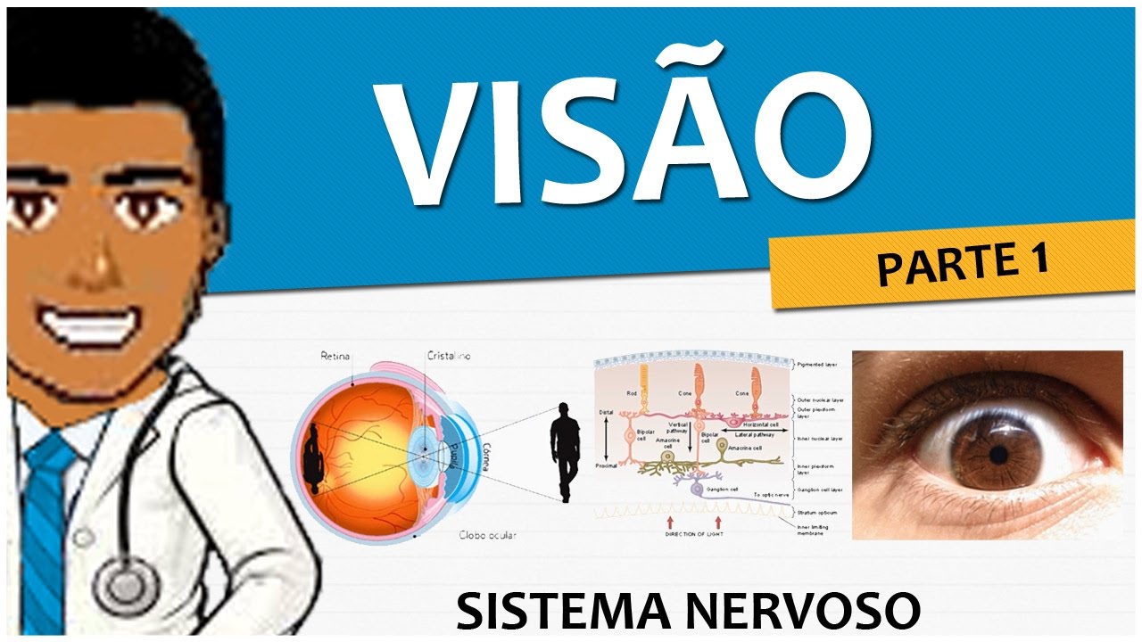 Sistema Nervoso 16 – Visão Parte 1: O Olho e a Retina - Anatomia e ...
