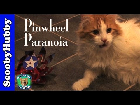 Pinwheel Paranoia -- Cat Clips #11 - YouTube