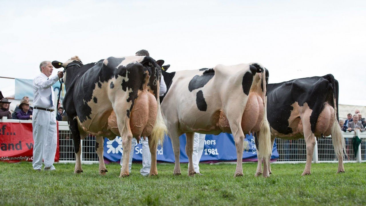 Semen&Bull selection | How to select bull to get better Progeny - YouTube