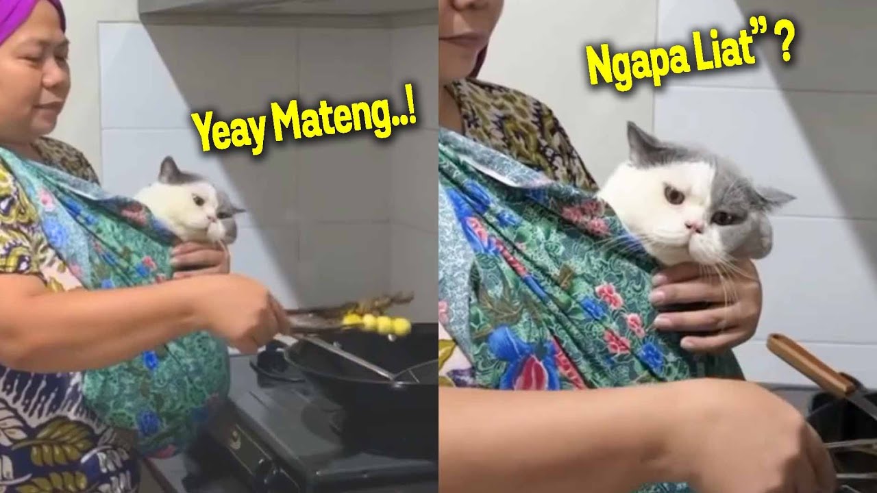 GEMES BANGET.!😂 Kucing Minta Digendong Emak Pas Lagi Masak Biar Dapet ...