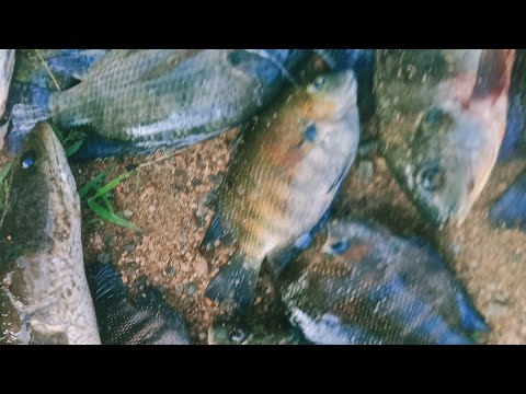 fish hunting net | fish hunting on river | fish hunting place | fish hunting slingshot making | fish