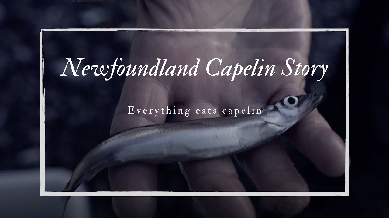 [trailer] Everything Eats Capelin - Newfoundland Capelin Story - YouTube