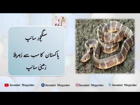 KARIT SNAKE | SANGCHOOR SANP | INSANIAT MAGAZINE | URDU - YouTube