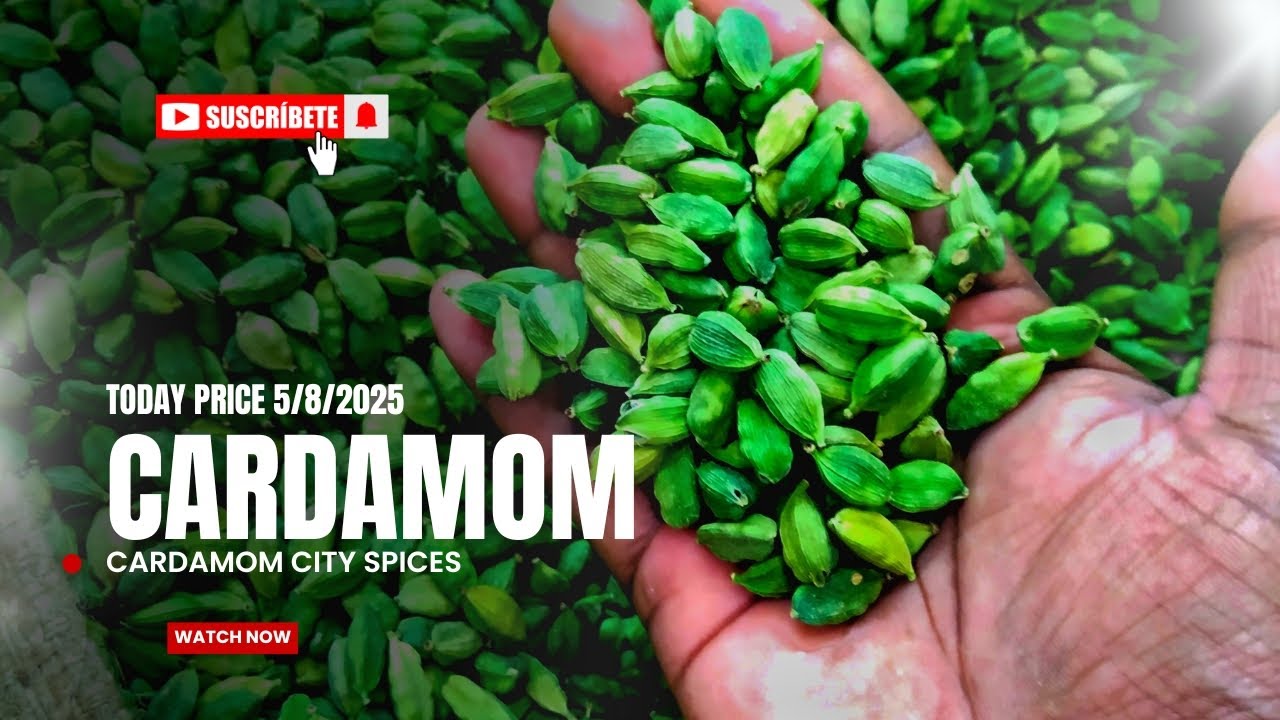 CARDAMOM TODAY PRICE 5/8/2025 #cardamomcityspices#ஏலக்காய்#इलायची# ...