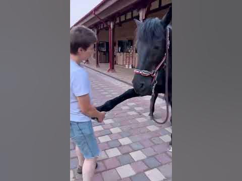 Гимнастика и массаж для лошади - YouTube