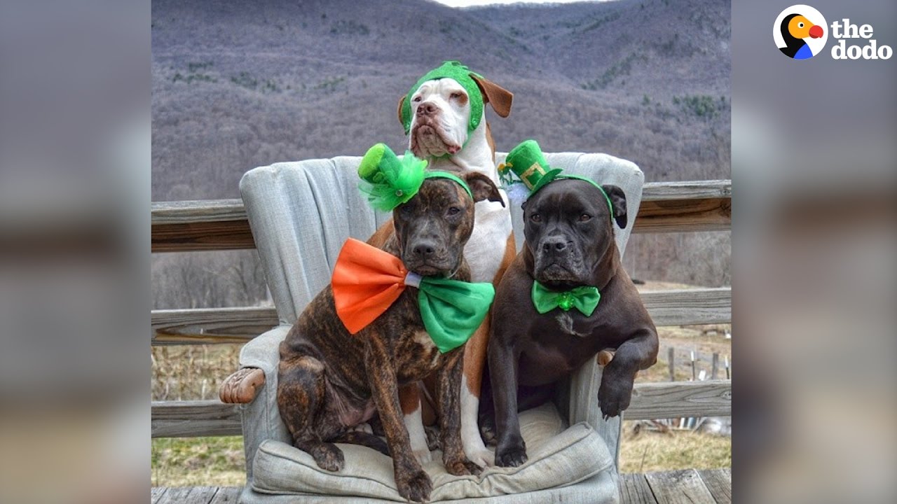 Pitbull, Cat Family Love To Sit Everywhere Together | The Dodo - YouTube