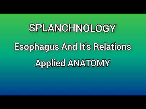 Esophagus And It's Relations | Splanchnology | ANATOMY by Dr. Nidhi ...