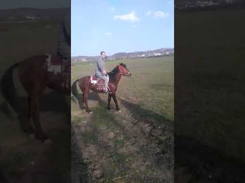 Rahvan at yürüyüşü antrenmana devam