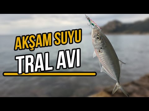 Akşam Suyu LRF ile Tral Avı - Alanya/Konaklı | VARSA ALIRIZZ