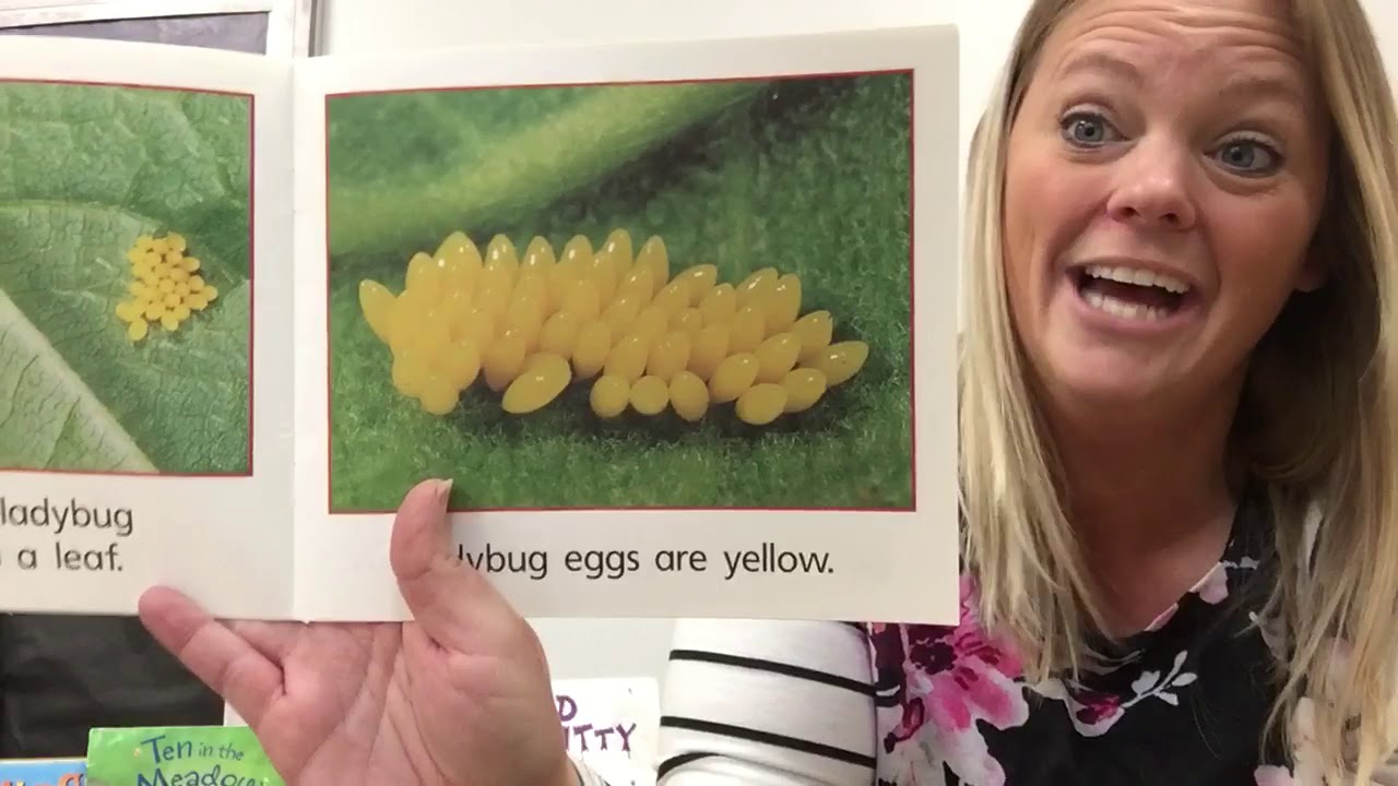 what is an Insect?; Grub to Ladybug - YouTube