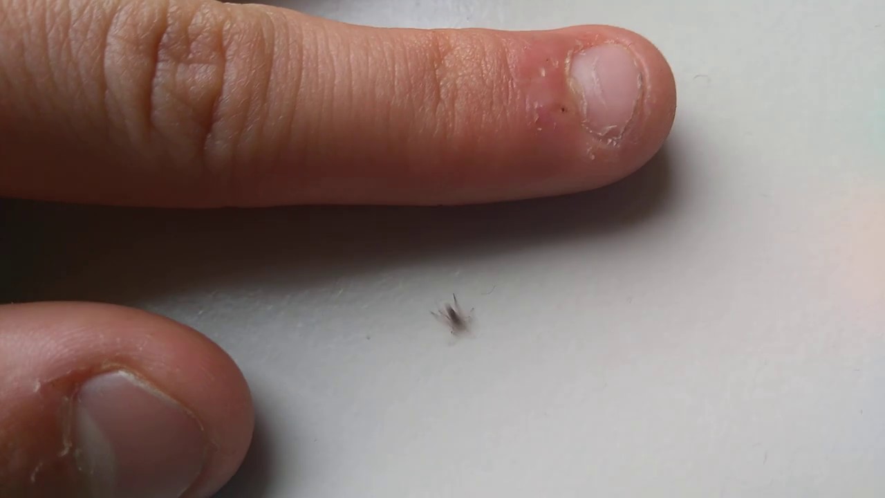fastest spider ever!!!! - YouTube