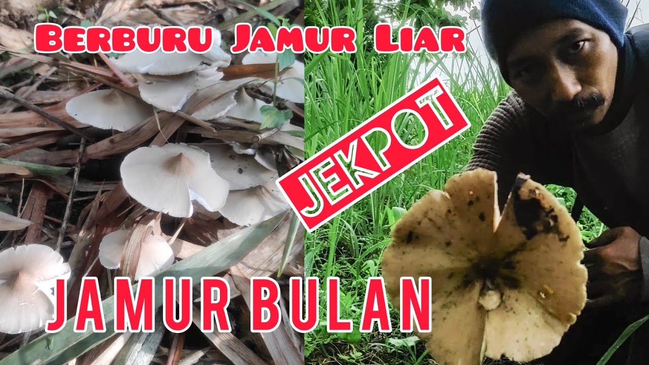 Rejeki Nomplok...! Nemu Jamur Bulan di Ladang Tebu | Berburu Jamur Liar ...