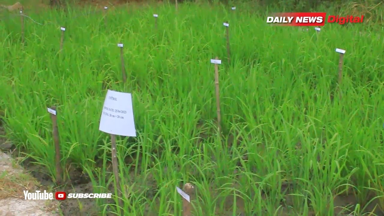 SHAMBA LA MPUNGA DAWAKA LAMWAGIWA FEDHA NA SERIKALI - YouTube