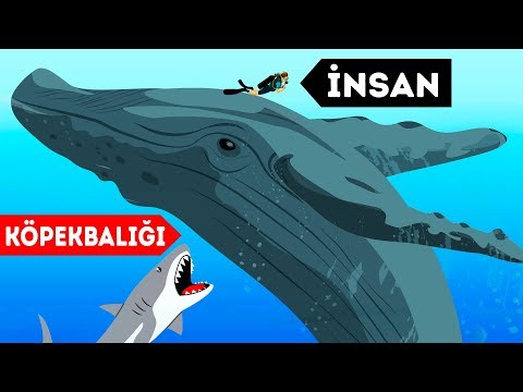 İnsanların hayatını kurtaran 9 vahşi hayvan