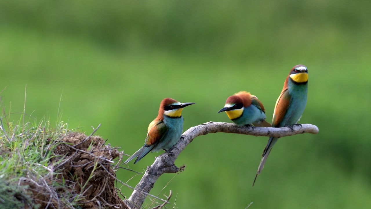 (European) Bee Eater, active after migration, Merops apiaster - YouTube