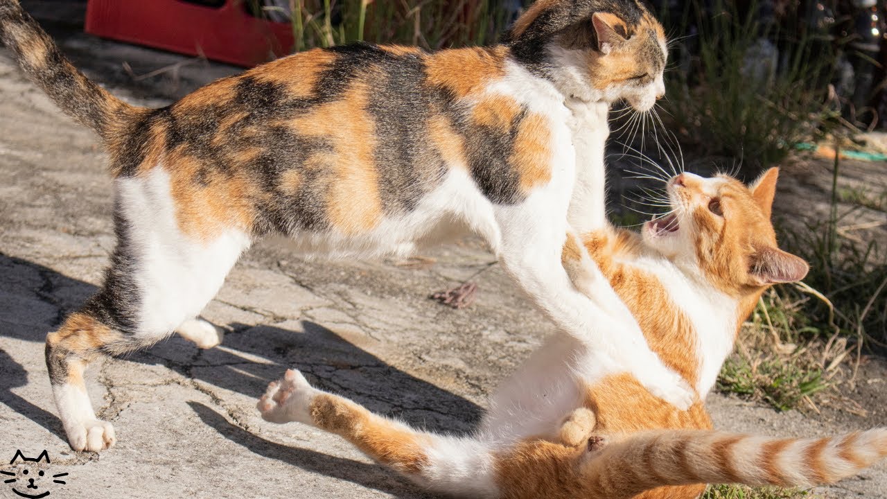 Funny and Cute Cats Fighting - YouTube