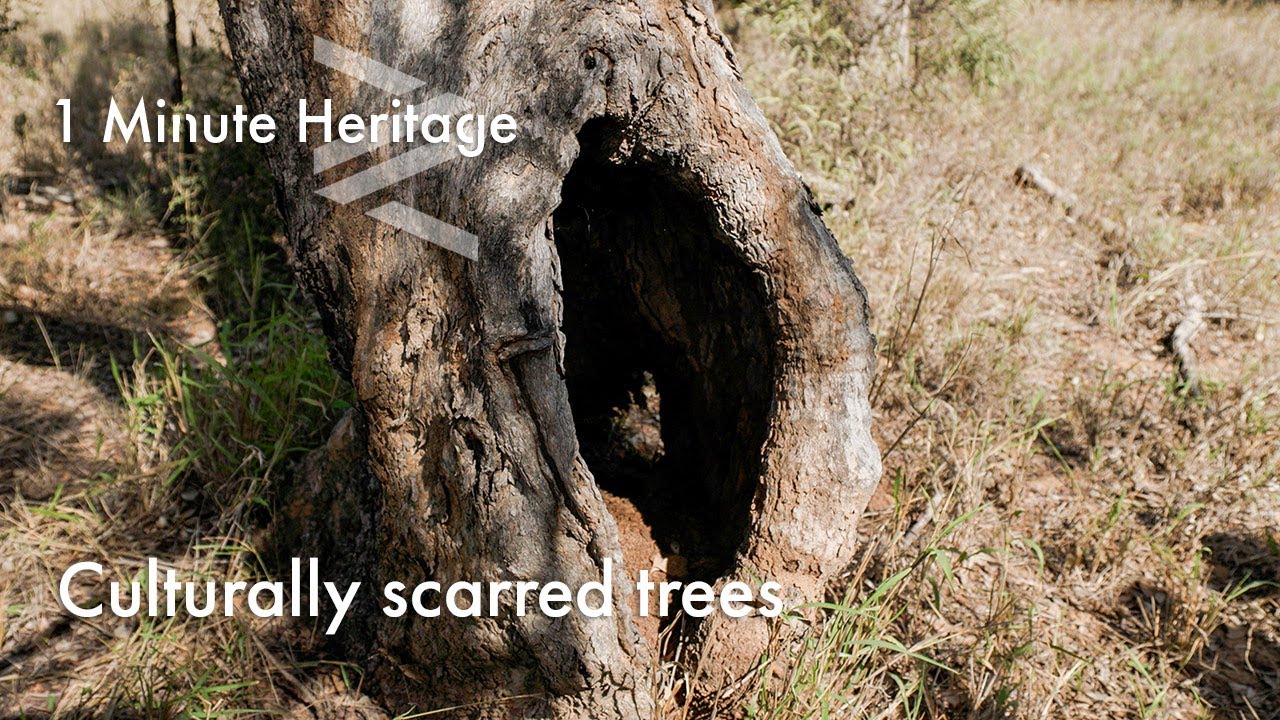 Culturally scarred trees - 1 Minute Heritage - YouTube