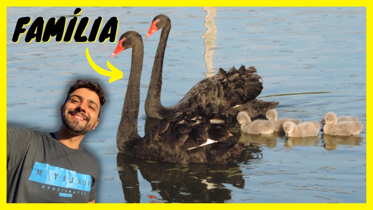 Cisne Negro com Filhotes | Gutejando - YouTube