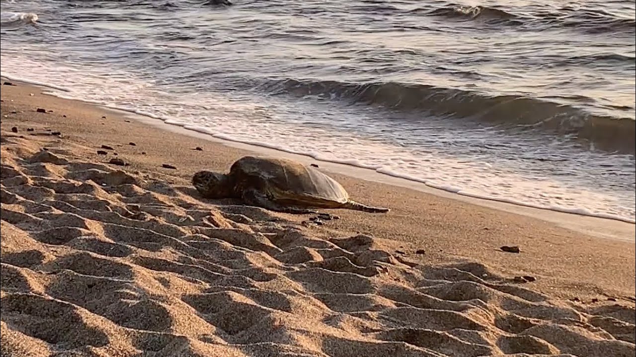 Two More Videos of Sunday’s Turtle 1 of 2 - Island Horizon Videos 637 ...