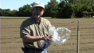 How to plant Blackberry and Black Raspberry Plants