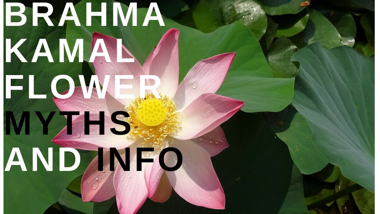 Brahma Kamal Flower Myth and Importance in India [Guide Included] - YouTube