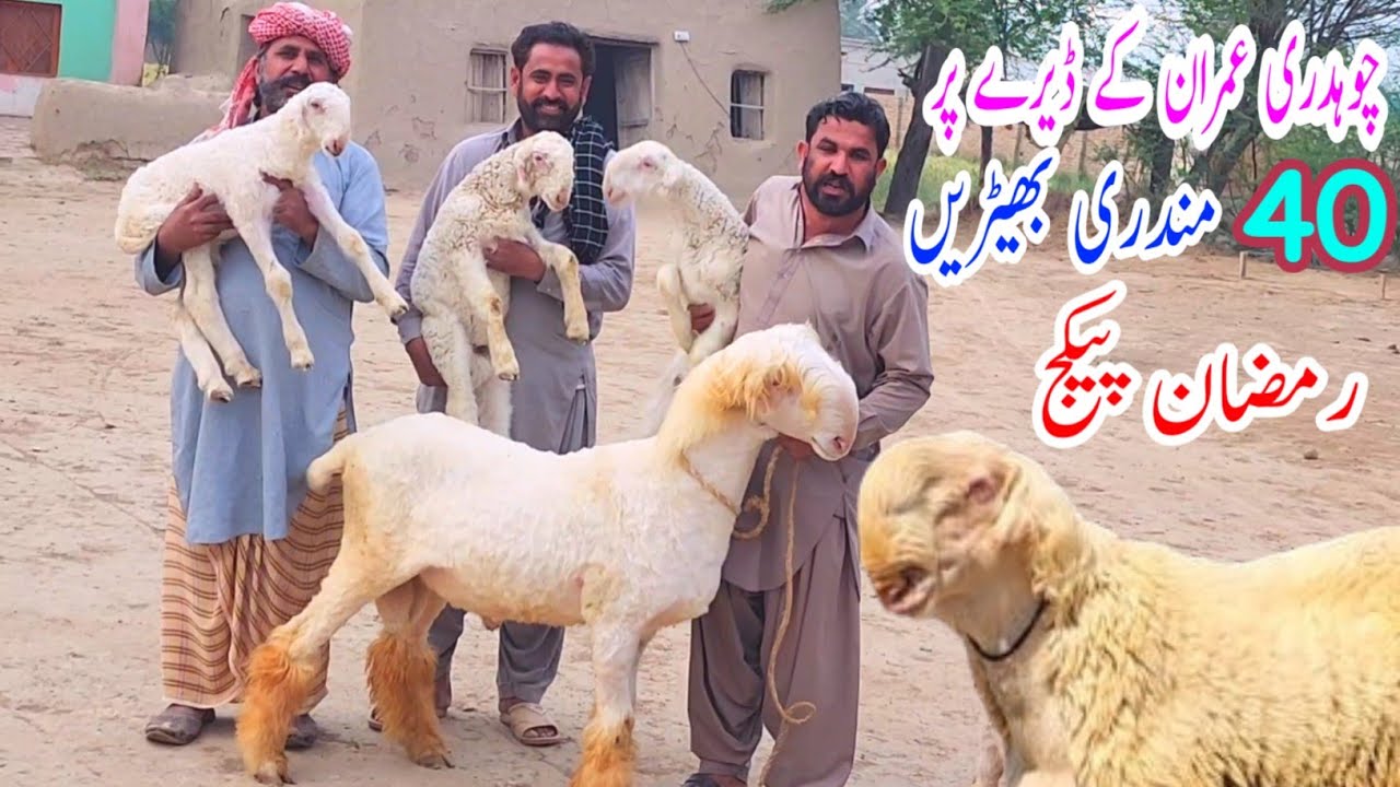 mundri sheep farming in pakistan absolutely original bread ramzan offer ...