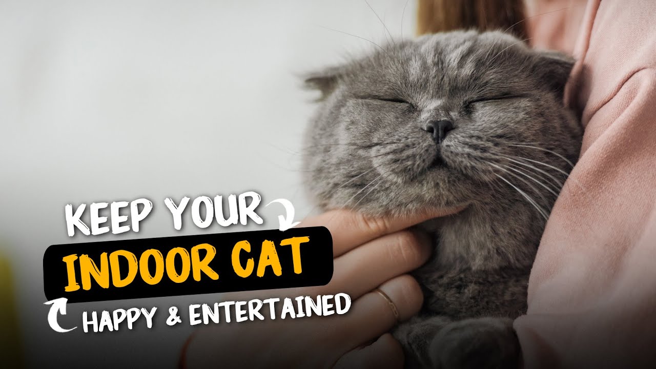 Tips To Keep Your Indoor Cat Happy | Don't Miss these Tips, Be A Proud ...