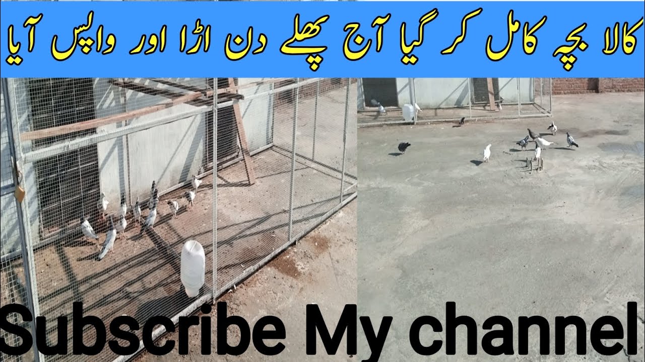 Kala Bacha Wapis A gya 🕊Subscribe My channel - YouTube