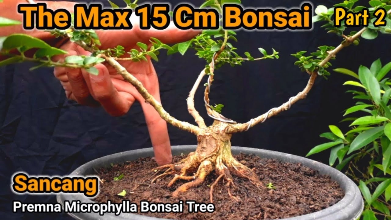 Bonsai Sancang Mame The Max 15 Cm | Premna Bonsai | Shito Bonsai Tree ...