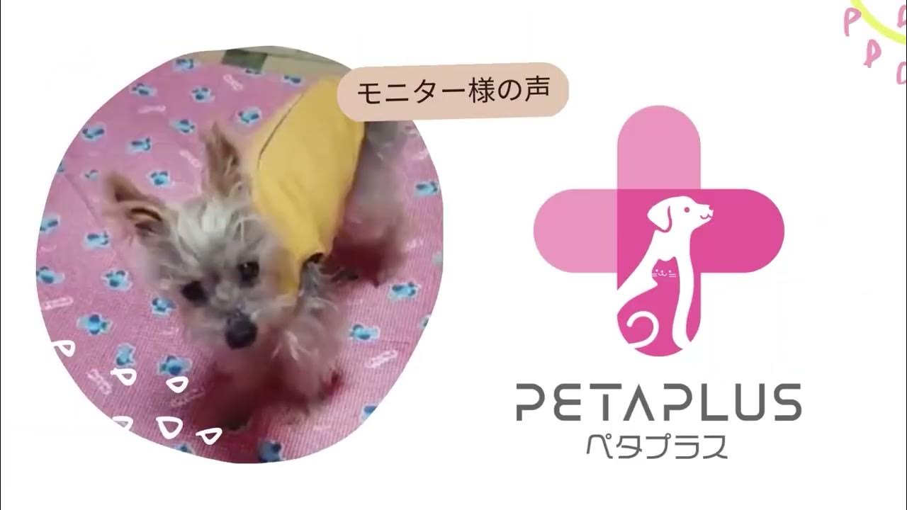 Pet owners who used "Petaplus" were impressed with the changes after using it. - YouTube
