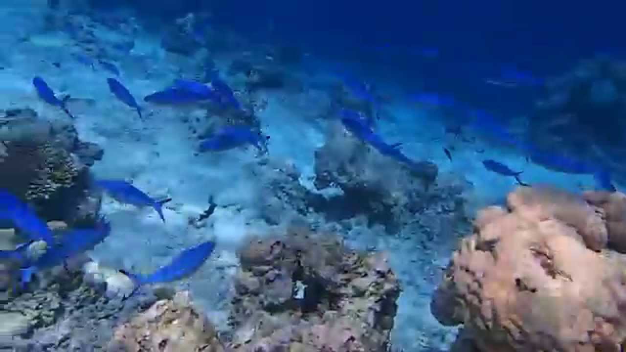 налево от причала Villivaru (Kaafu Atoll, Мальдивы) - YouTube