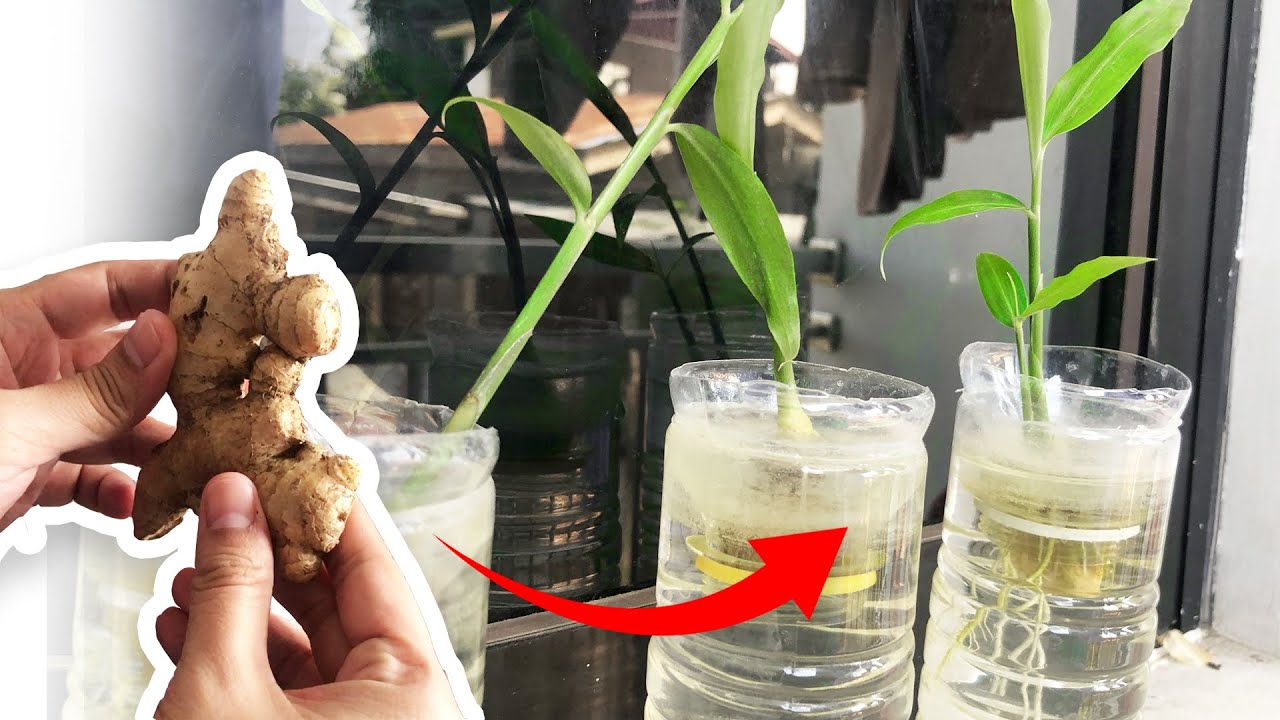How I'm Growing Ginger Plants WITHOUT SOIL...from Leftover Fridge ...