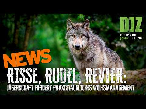DJZ-News 15. April 2026 – 🐺 Wolf im Jagdrecht