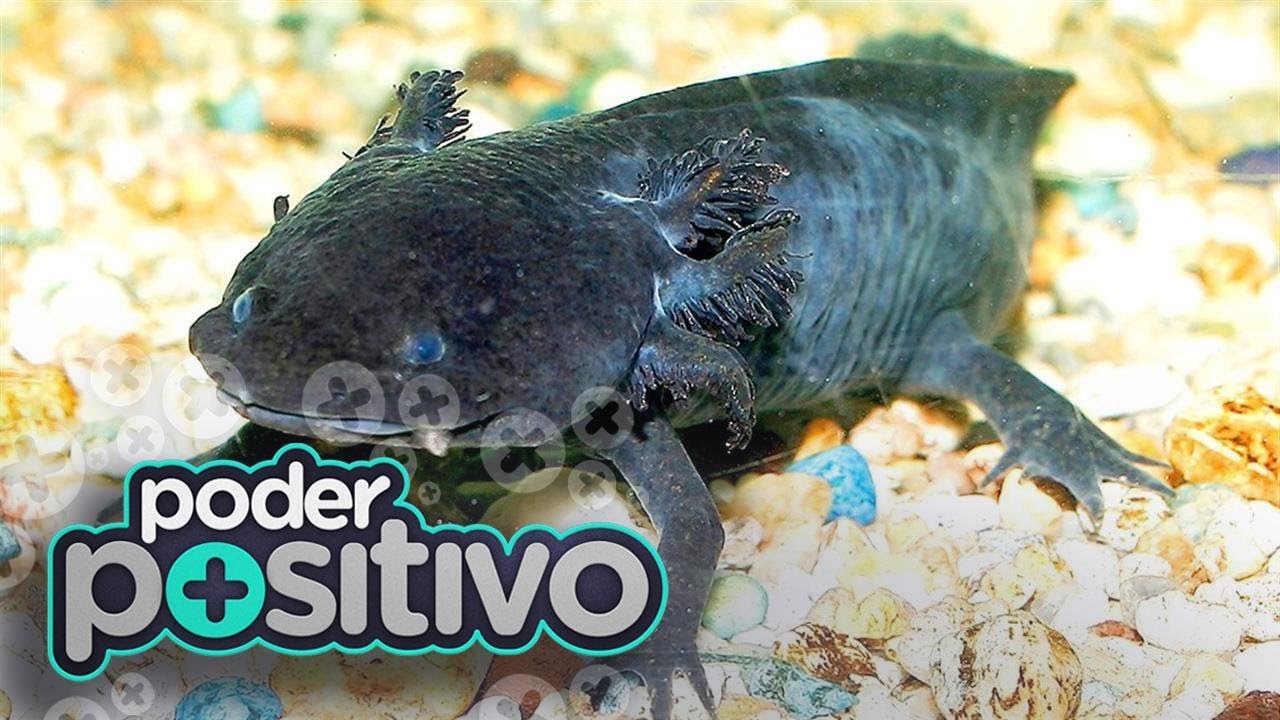 Rescatan Xochimilco para salvar axolotes - YouTube