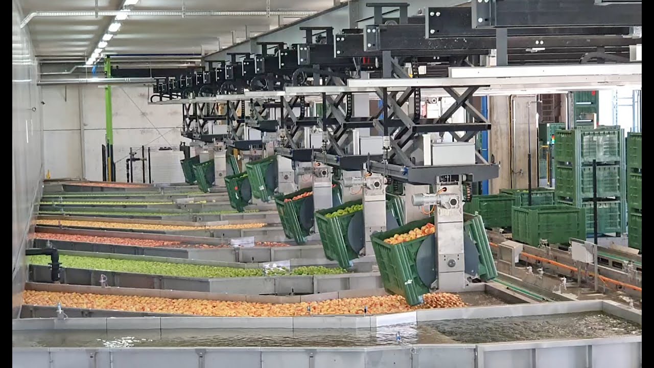 Apple packing Grufrut Italy #Greefa - YouTube