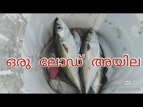 Fish market in alappuzha.... chandhana kadavu fish Harbor - YouTube